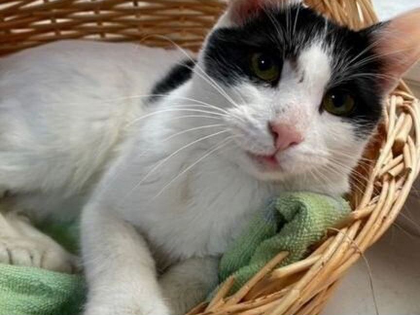 Котик ищет дом