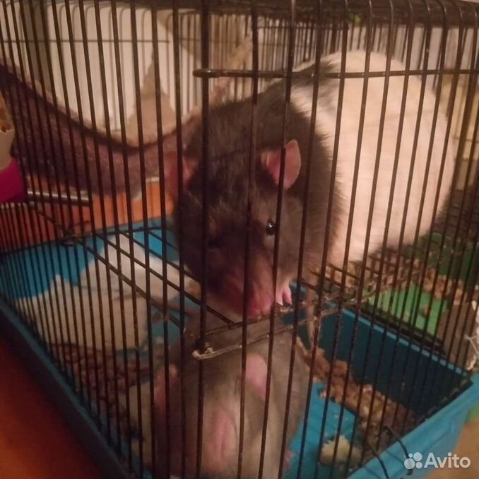 Декоративная крыса с клеткой