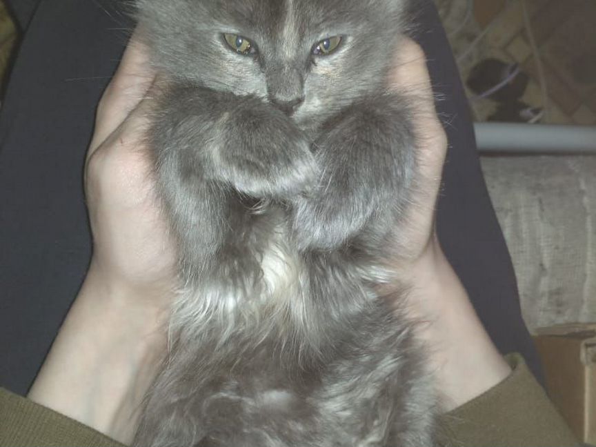 Кошечка в добрые руки