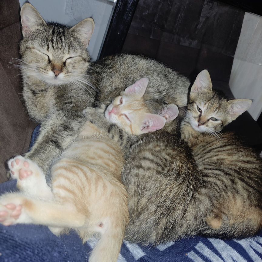 Котята в добрые руки