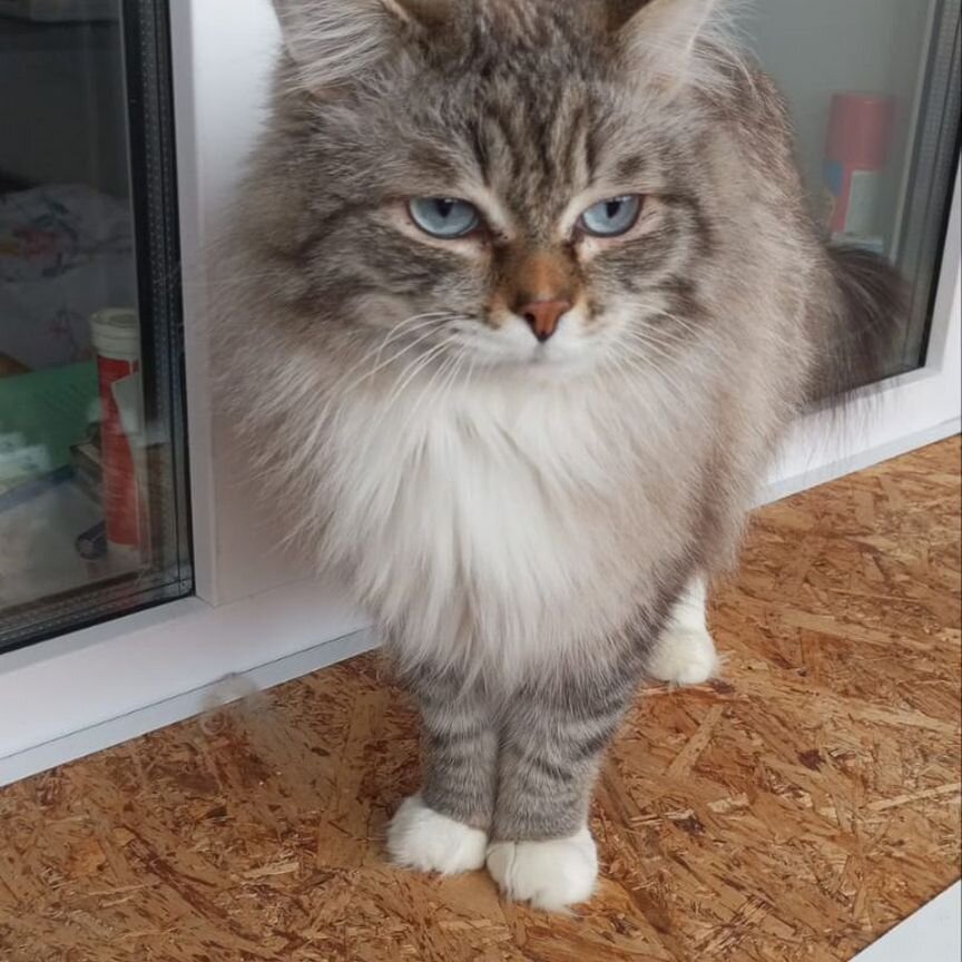 Отдам бесплатно кота Яшу