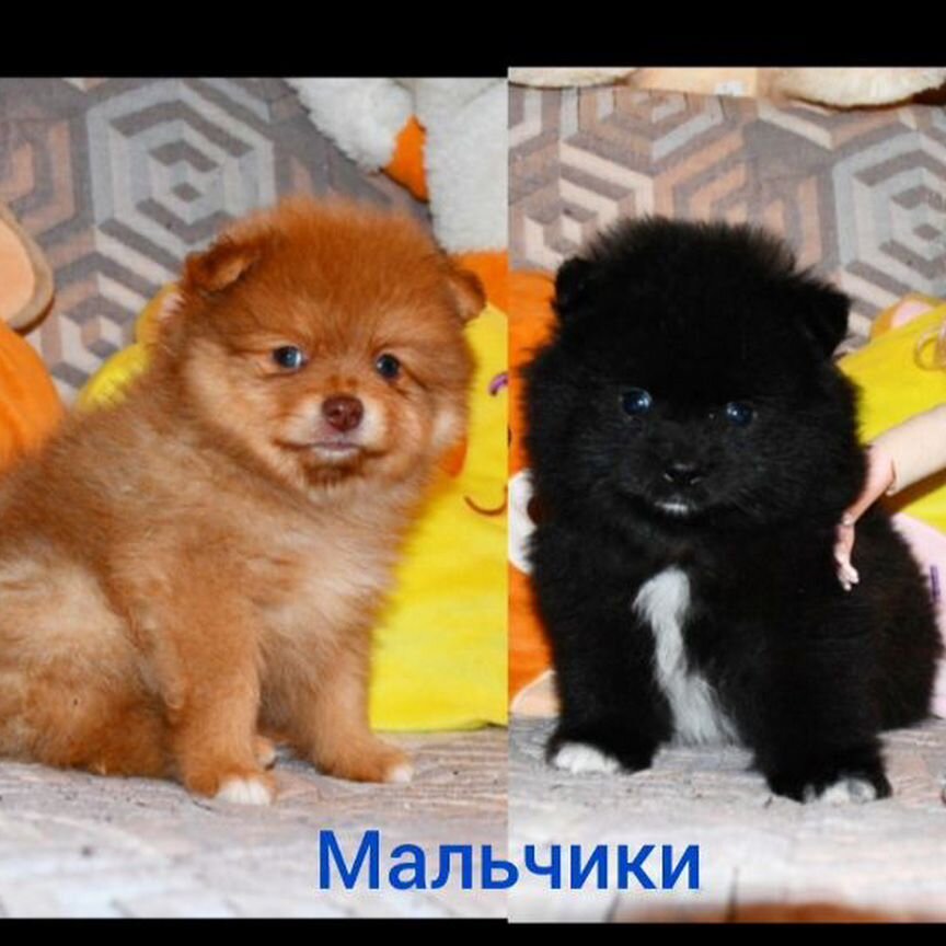 Немецкий шпиц, щенок