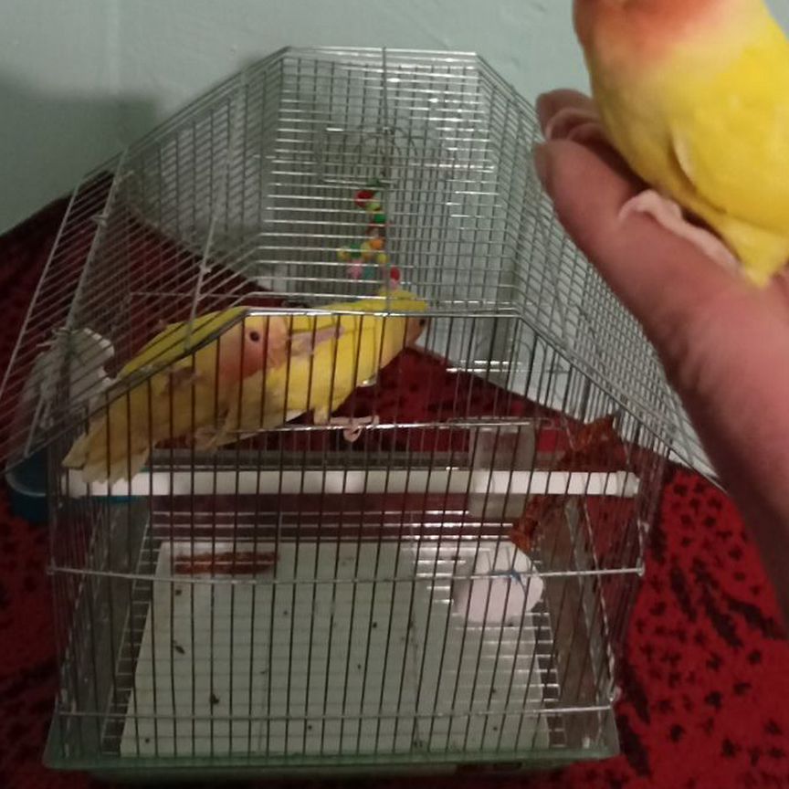 Попугай неразлучники