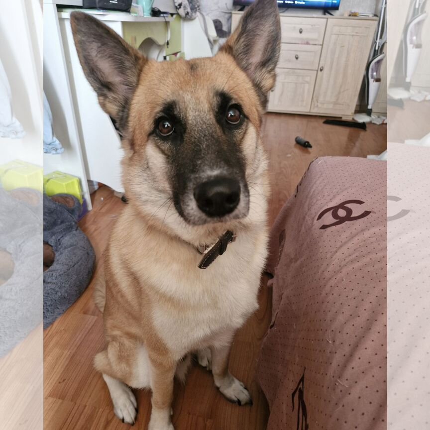 Собака в добрые руки