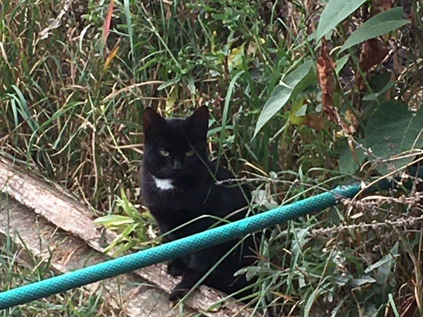 Кошки в дар