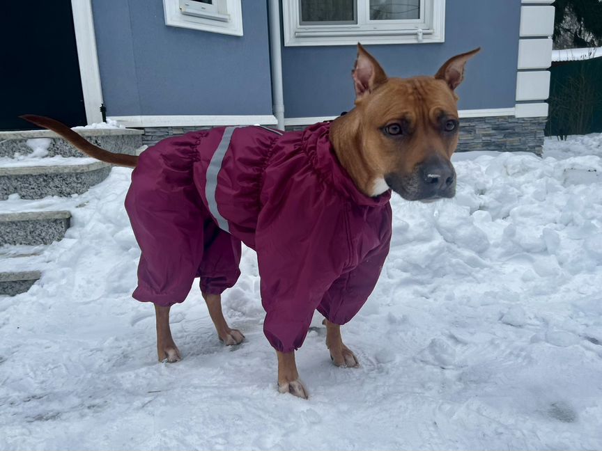 Зимний комбинезон для крупных собак