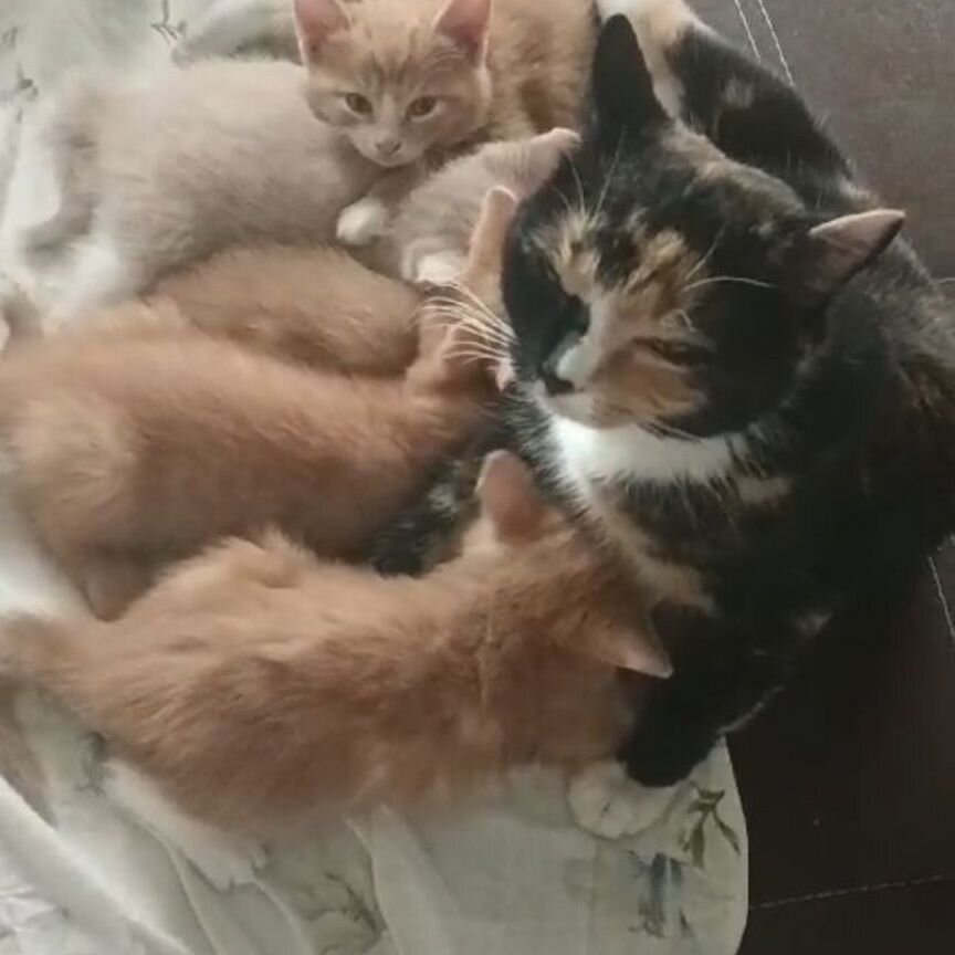 Котята полубританчики