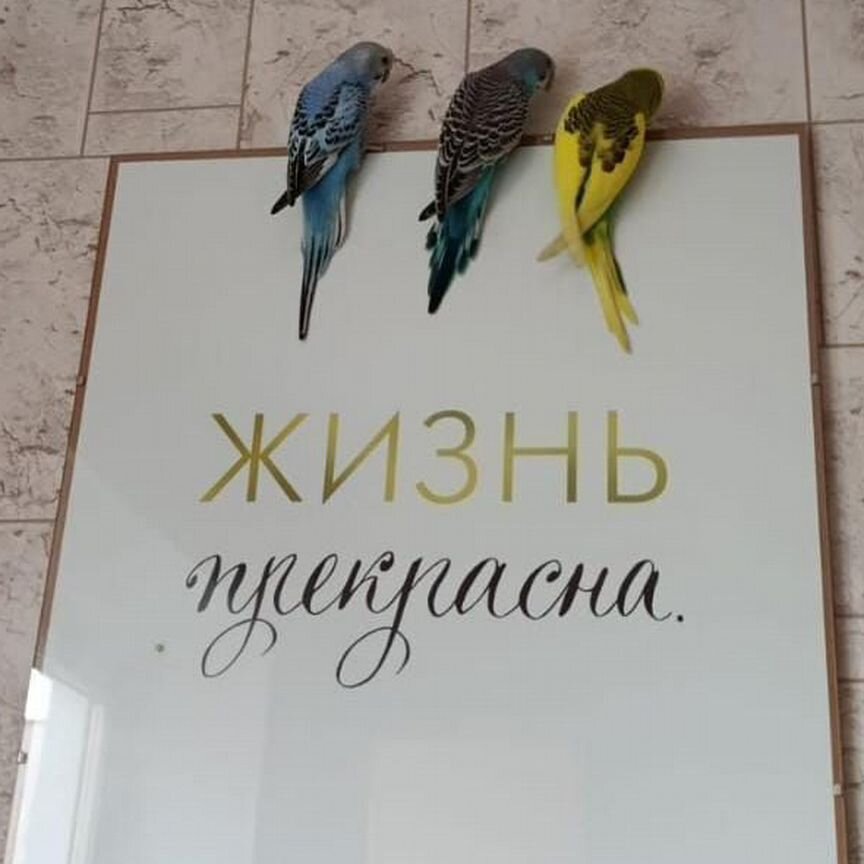 Волнистые попугаи