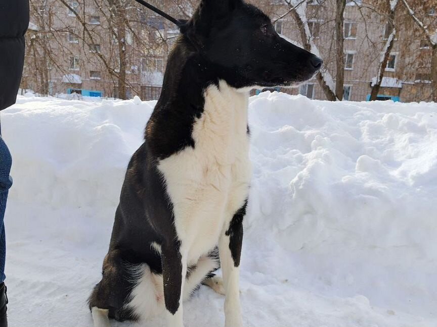 Русско-европейская лайка, метис, в добрые руки