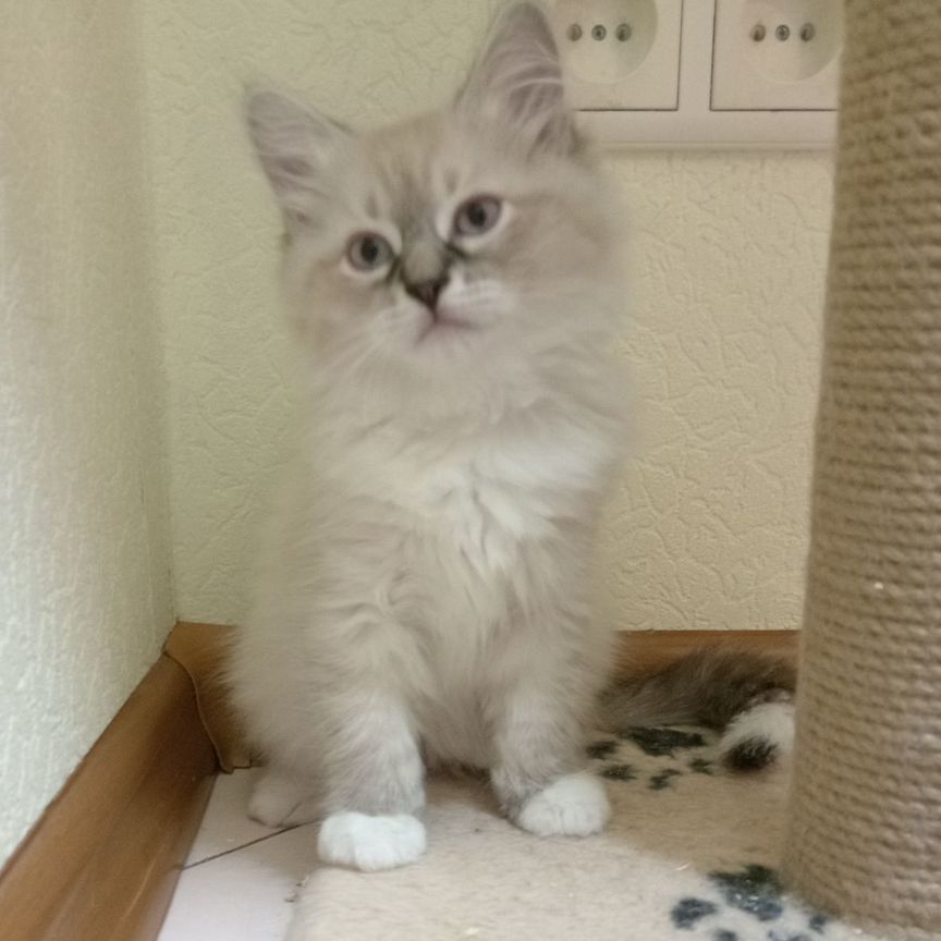 Невский маскарадный котенок мальчик
