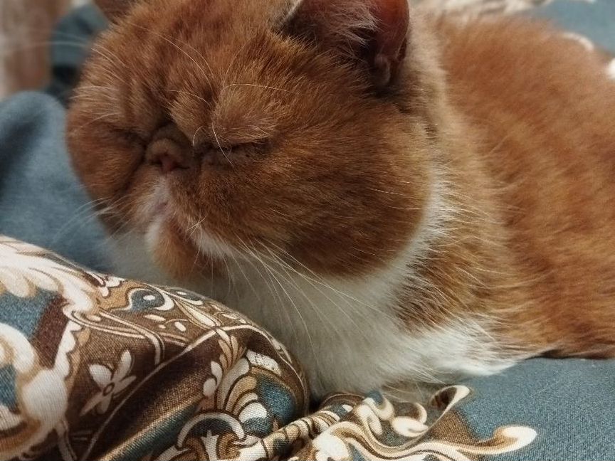 Экзотическая короткошерстная кошка