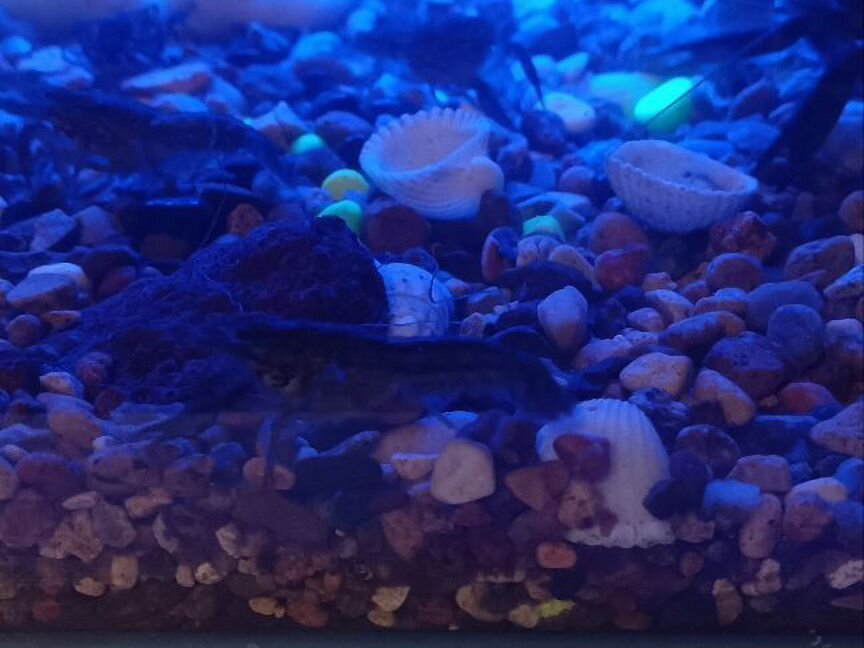 Аквариумные раки маленькие