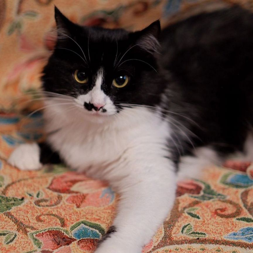 Молодая кошка ищет дом