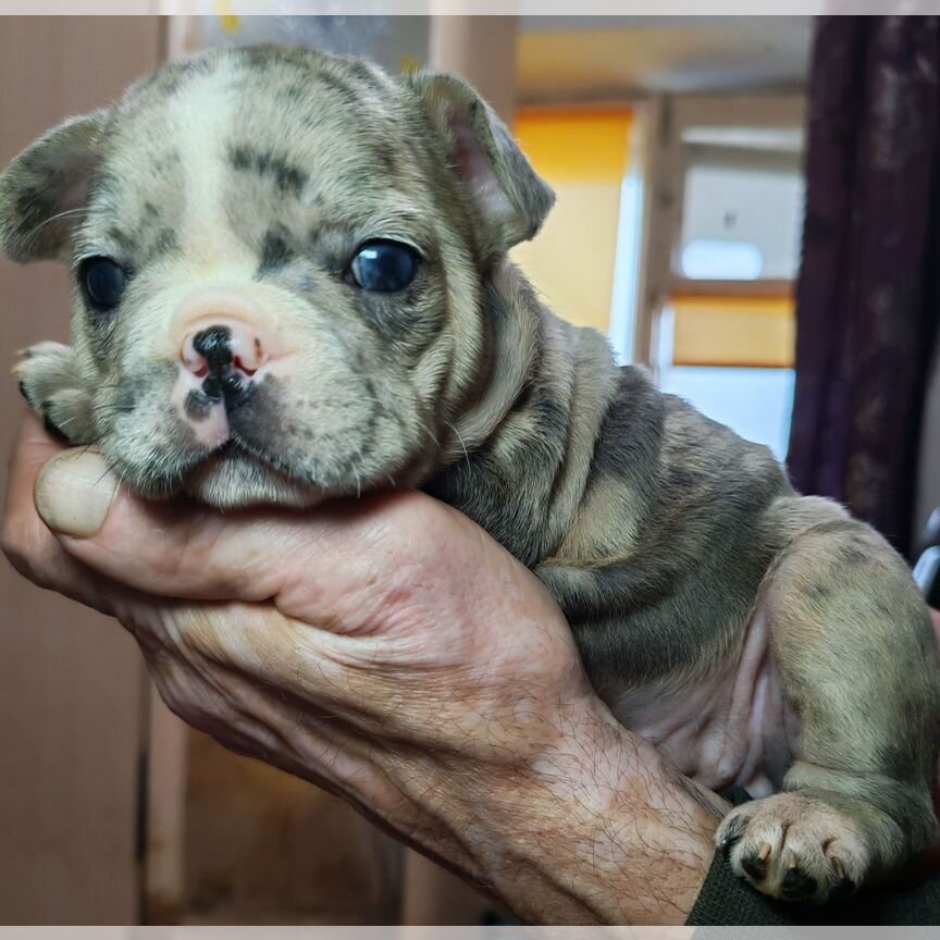 Французский бульдог, щенок