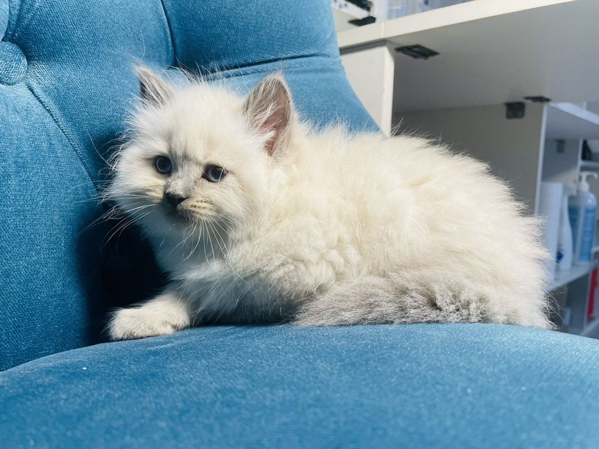 Невские маскарадные котята