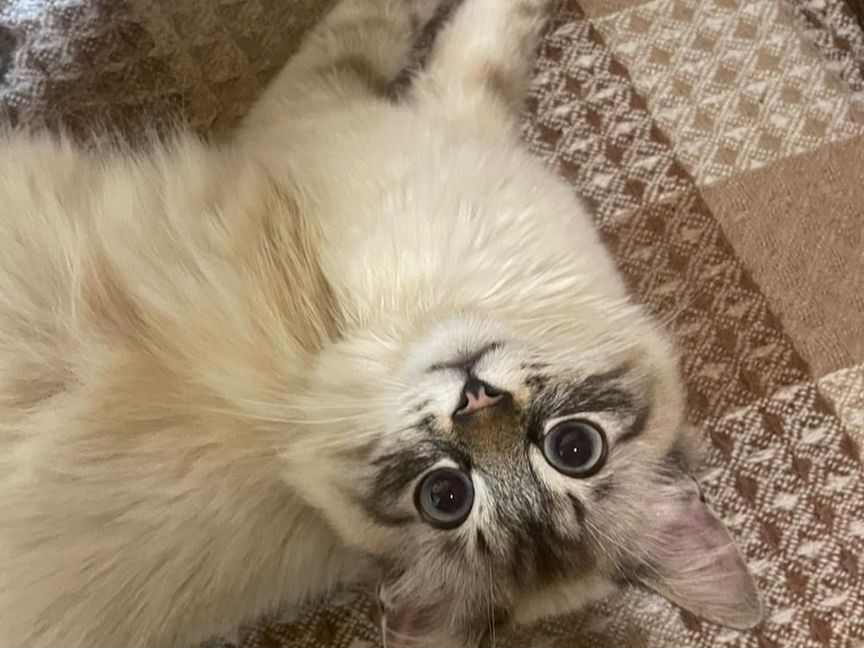 Невский маскарадный котенок