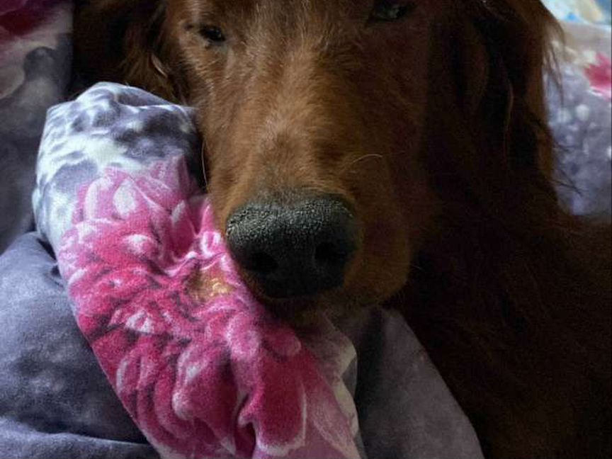 Отдам в добрые руки Ирландского сеттера