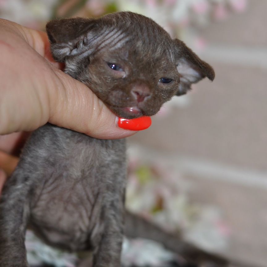 В любимцы котята