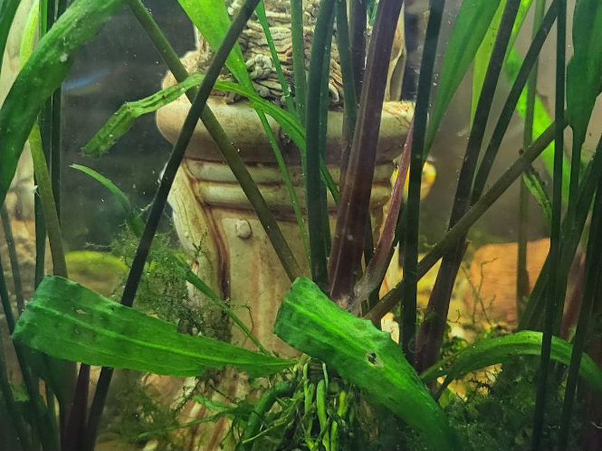 Растения для аквариума