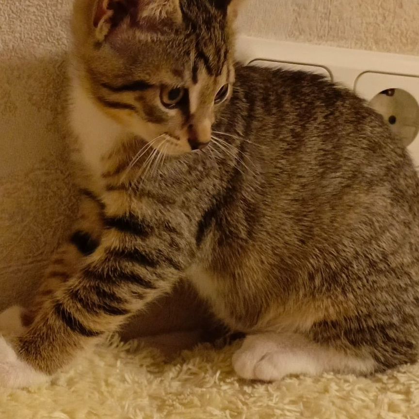 Котенок