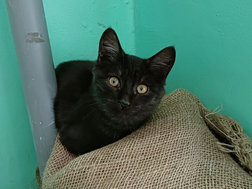 Одинокий котенок живущий в подъезде