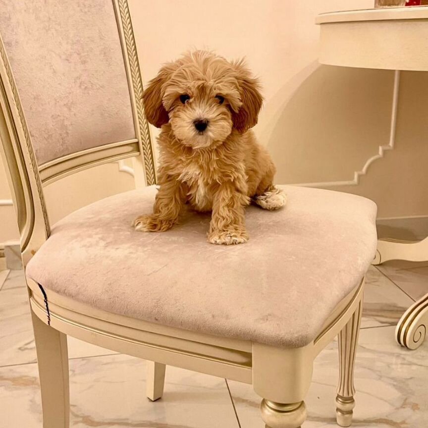 Мальтипу, щенок