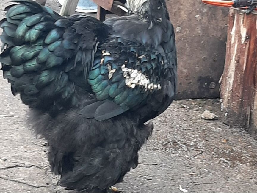 Петух Кохенкин