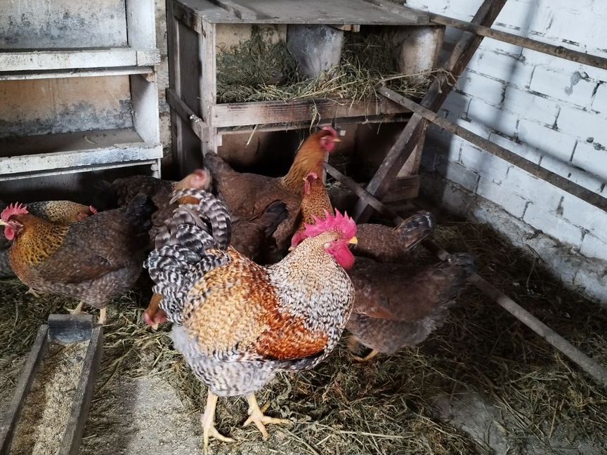 Куры билефельдер