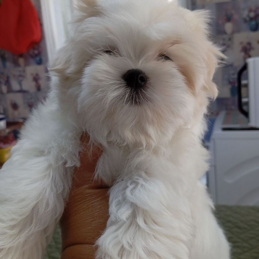 Супер мальтезе