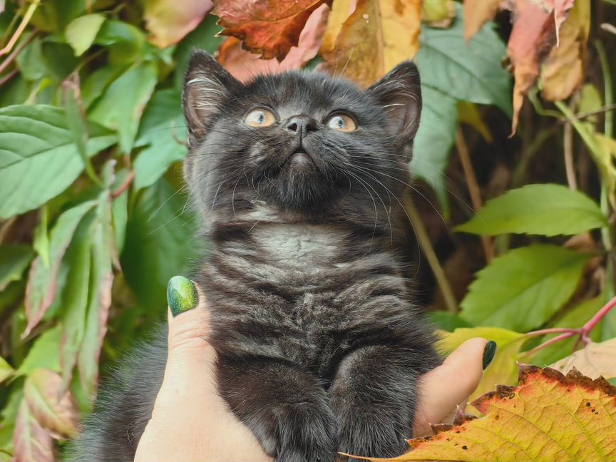 Отдам котенка в добрые руки