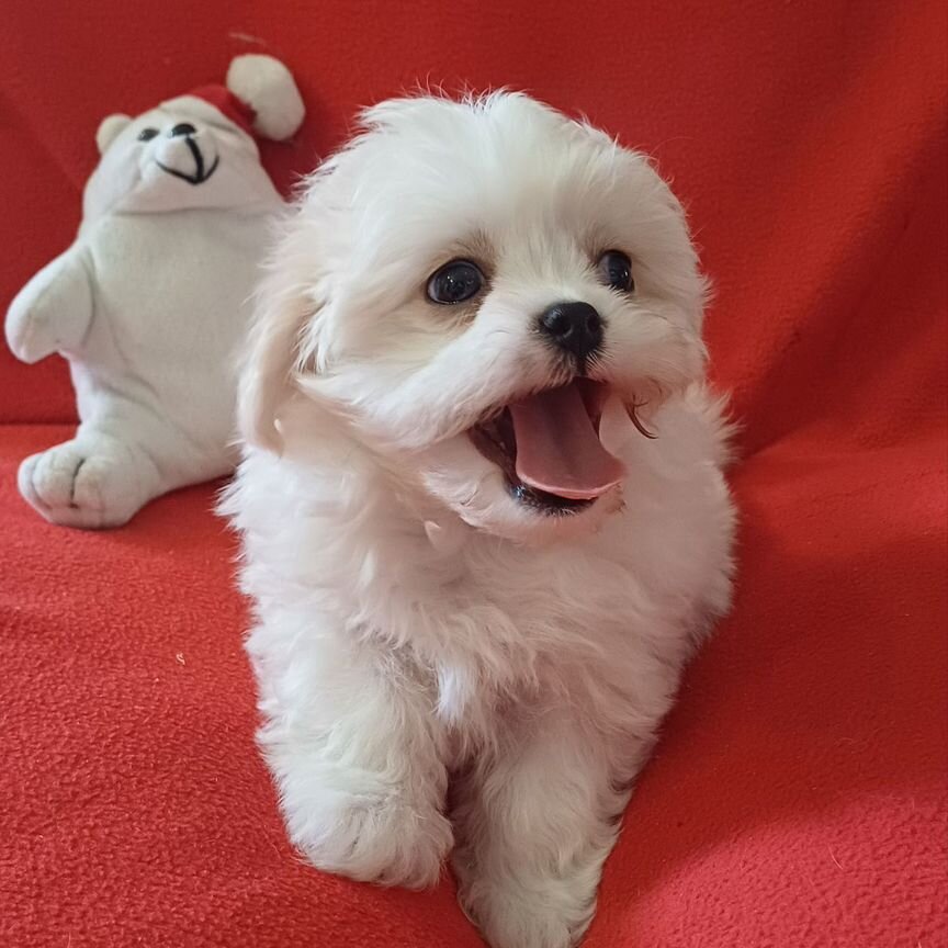 Щенок мальчик мальтипу