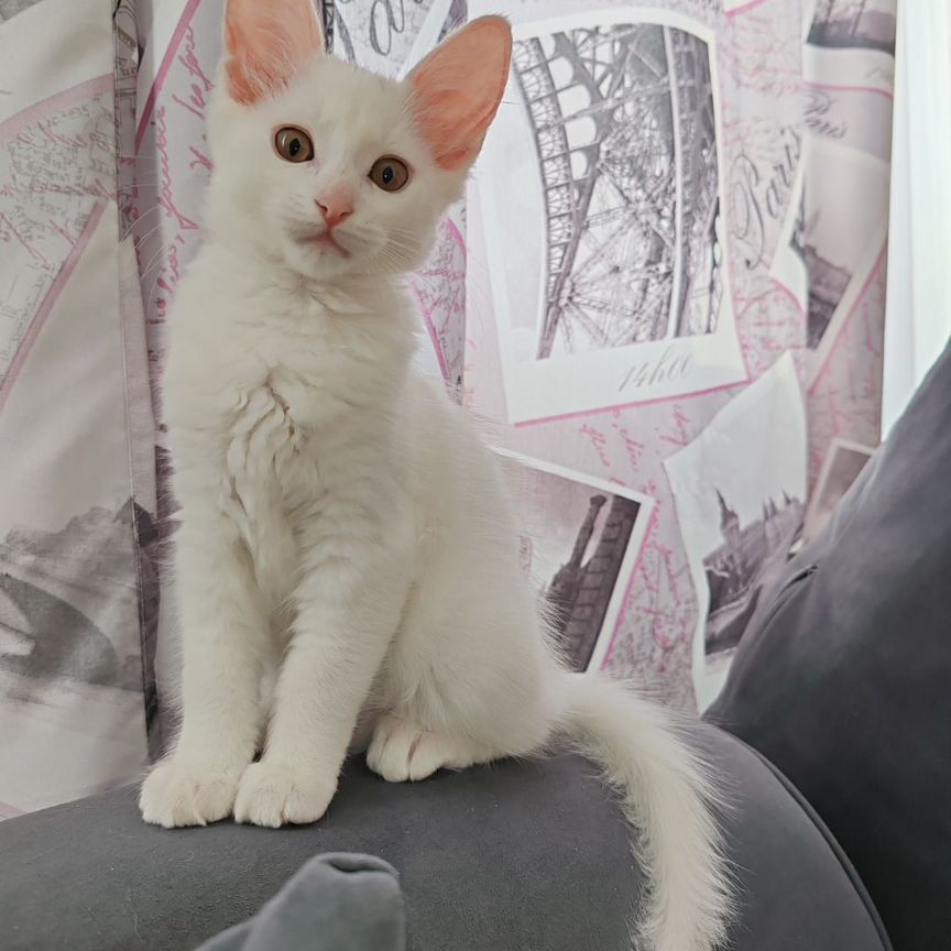 Котенок девочка в добрые руки