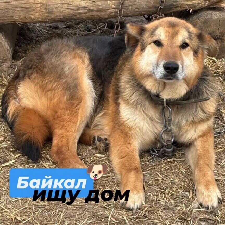 Взрослый пёс в добрые руки