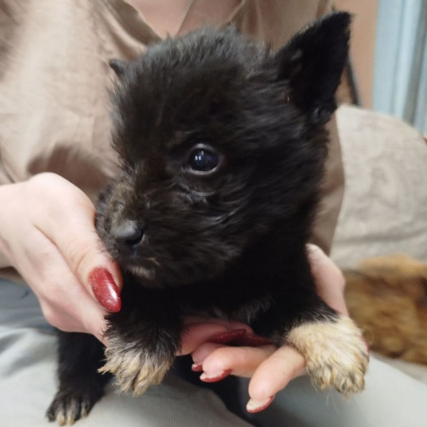 Щенок в добрые руки