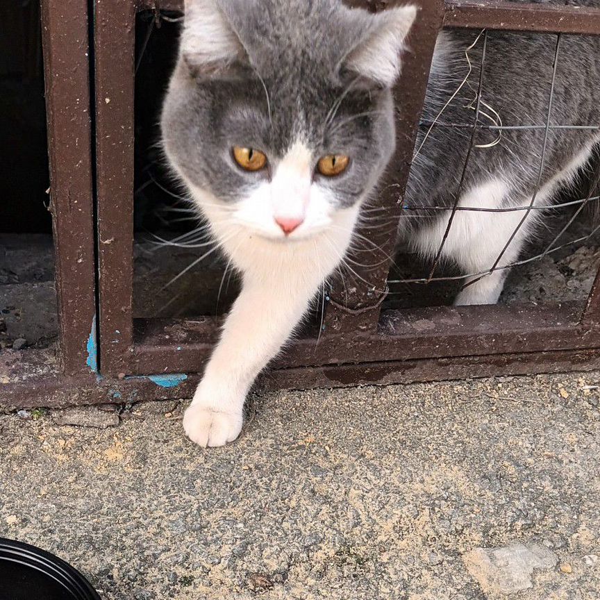 Кошки