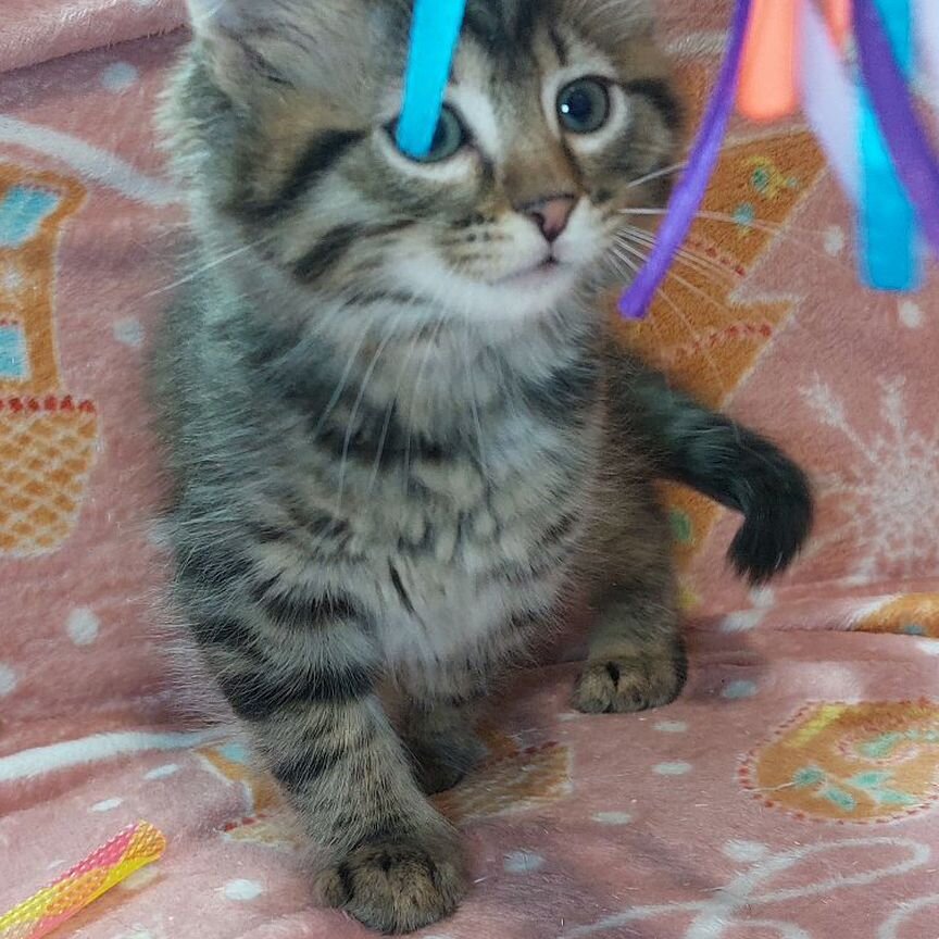Мейн-кун котёнок