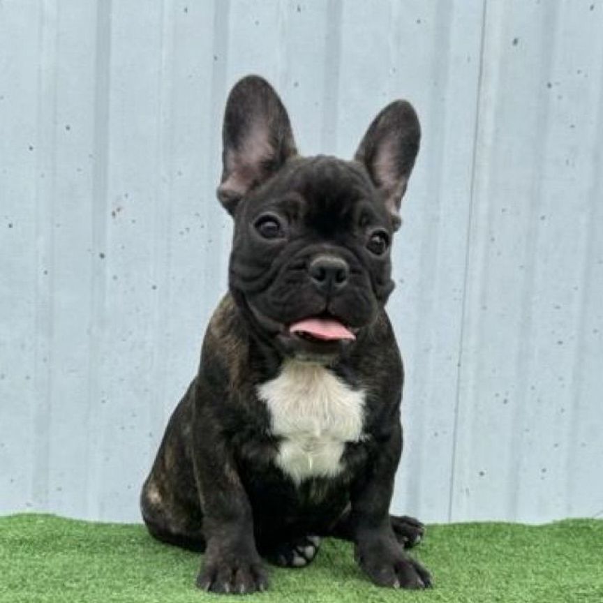 Французский бульдог