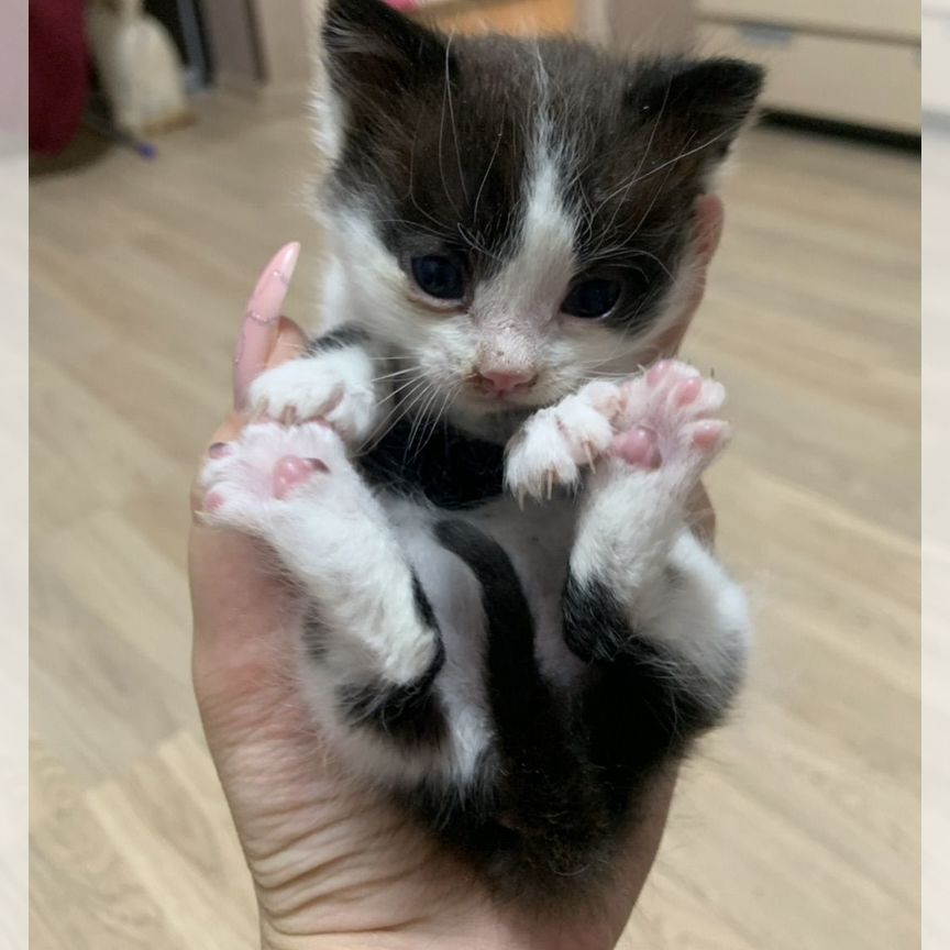 Отдам котенка в добрые руки
