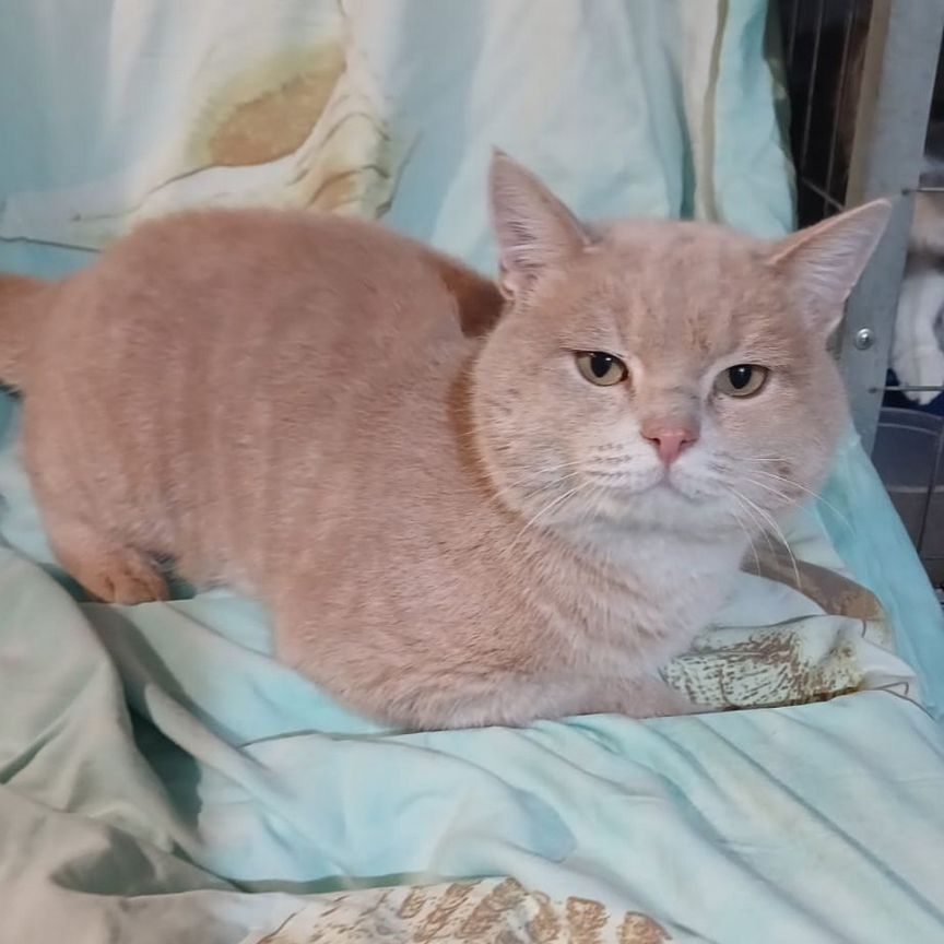 Сибирский кот, взрослый