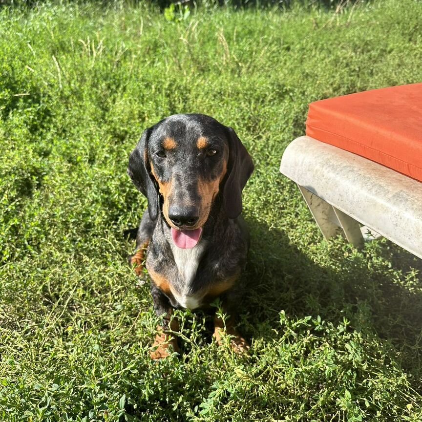 Такса стандартная