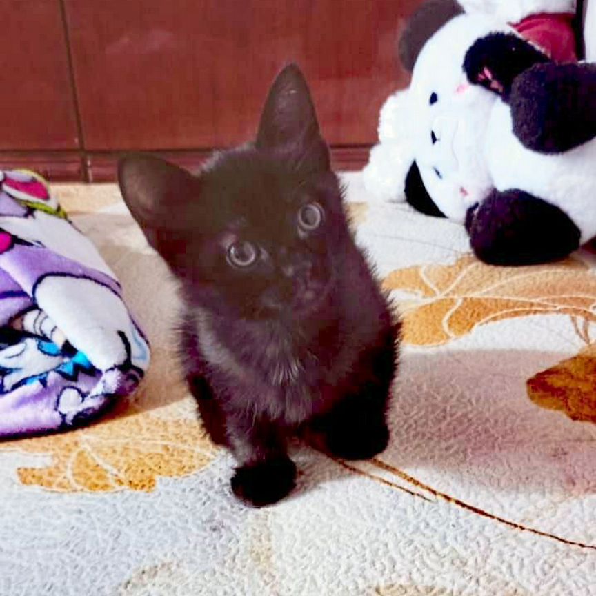 Забавная, игривая малышка 1,5 мес