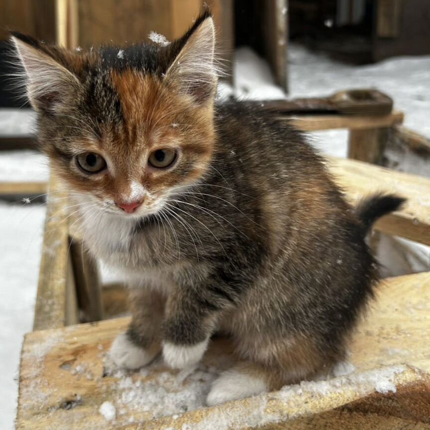 Котёнок в добрые руки