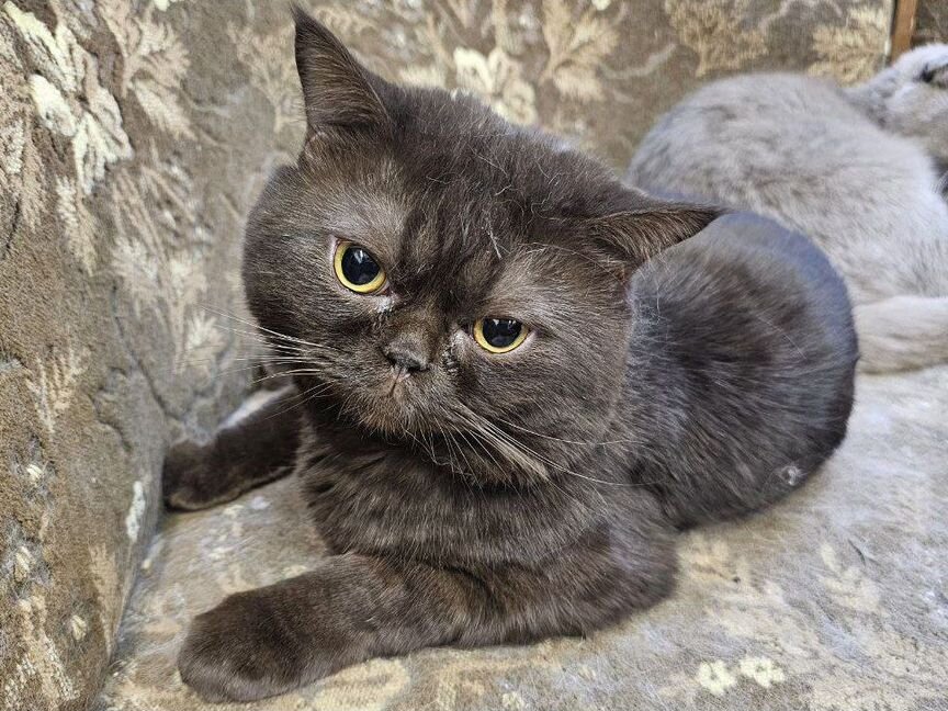 Отдам бесплатно в добрые руки