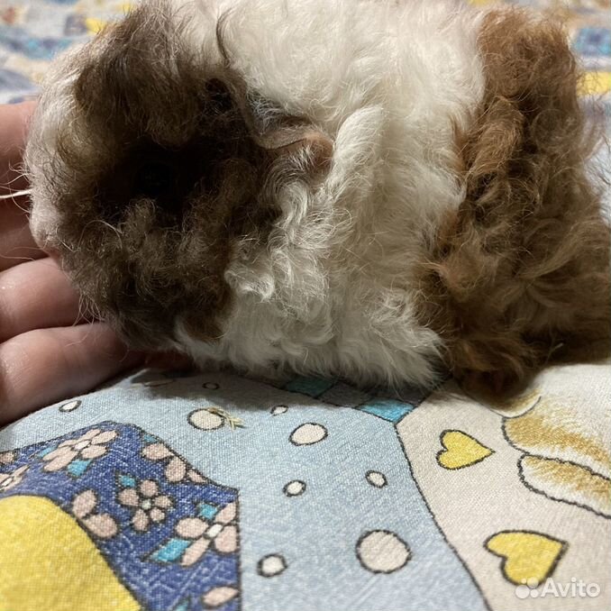 Морские свинки Лункарии самки