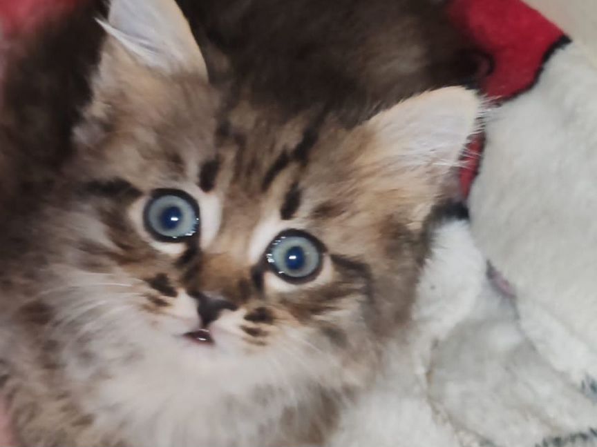 Котятки замечательной кошечки ищут дом