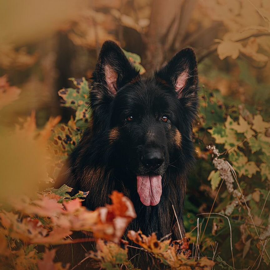 Черная жемчужина - длинношерстная немка
