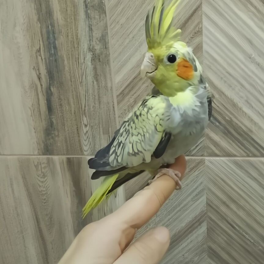 Птенец корелла 3 мес