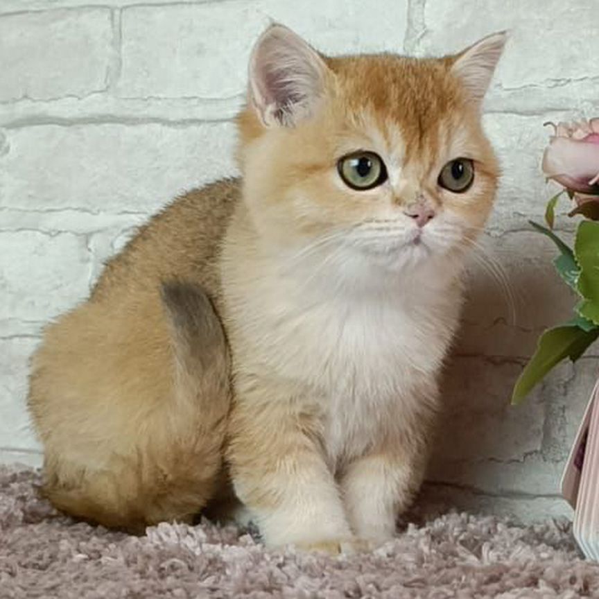 Британские котята, мальчик