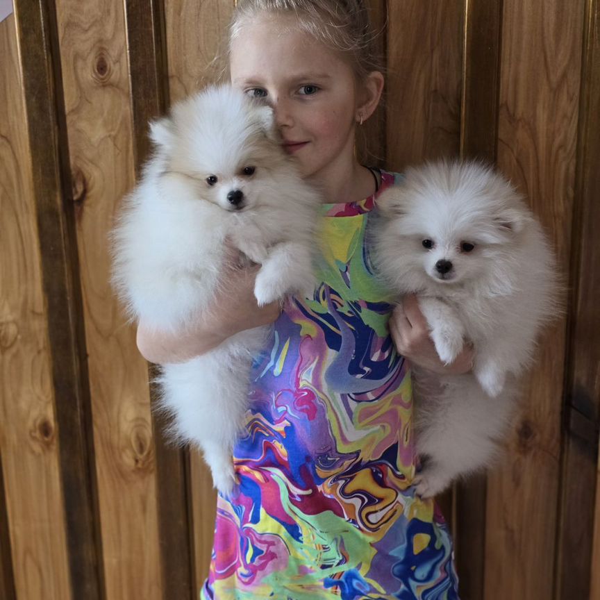 Щенки малого шпица