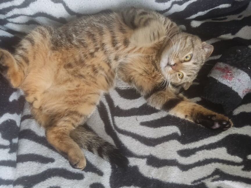 Кошка